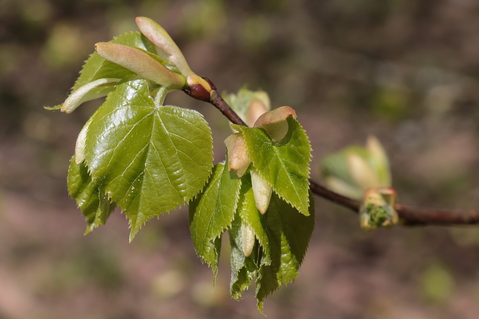 dedicate a tree in memory - Make it Wild