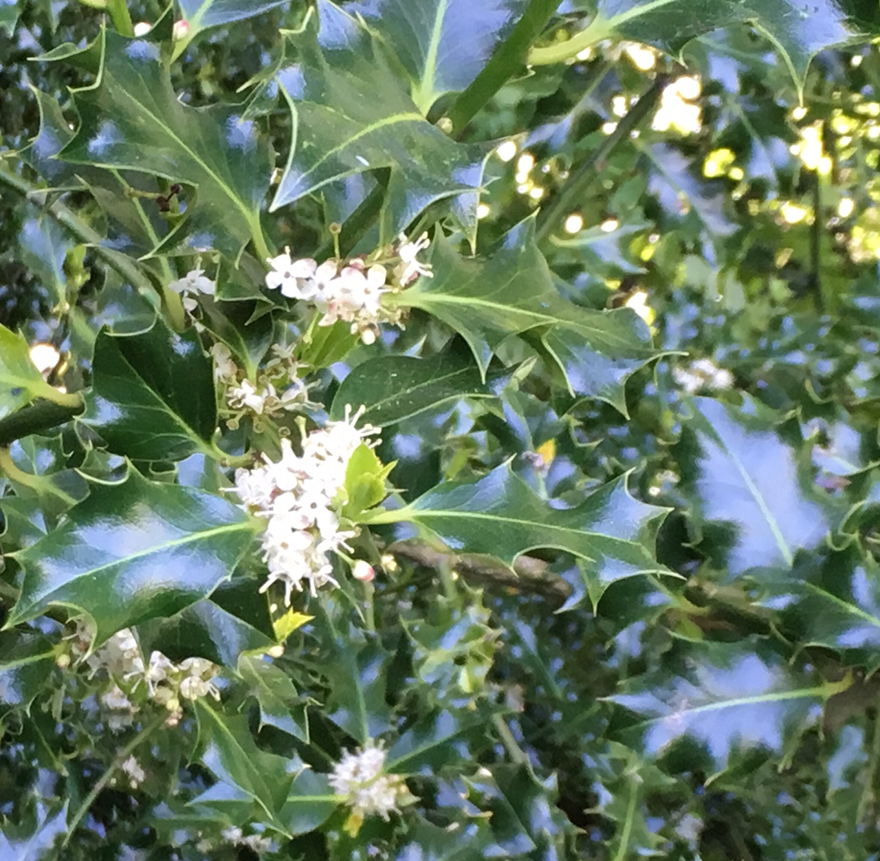 dedicate a tree for christmas 3 - Make it Wild