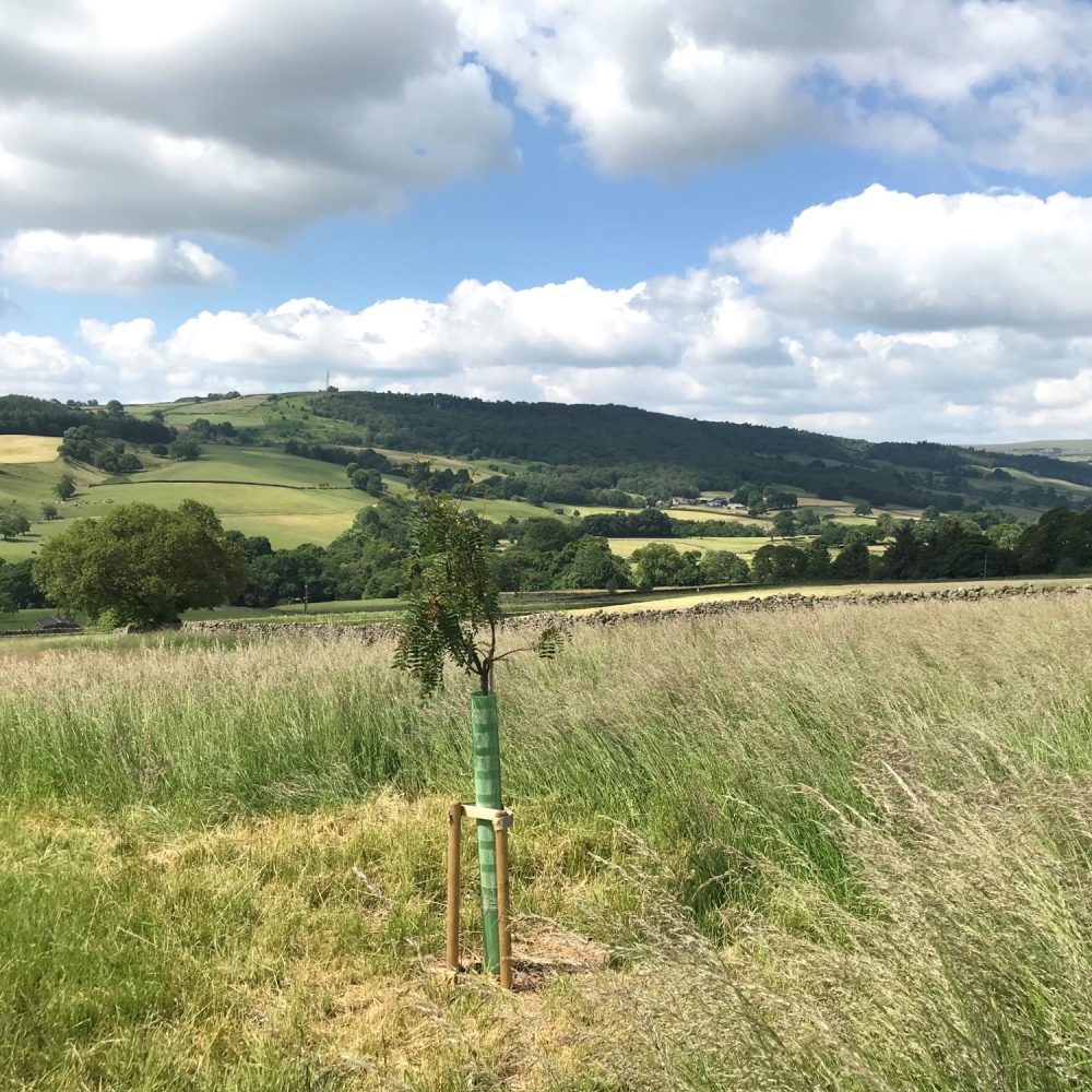 Dedicate a Tree Archives - Make it Wild