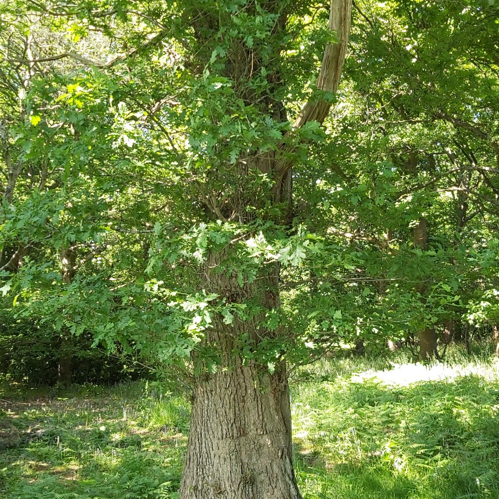 Dedicate a Tree - Make it Wild