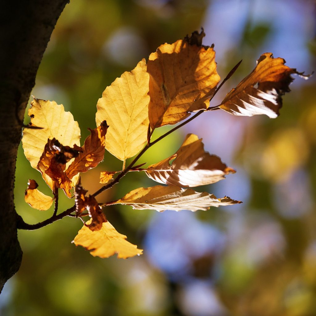 Beech Trees - Make it Wild