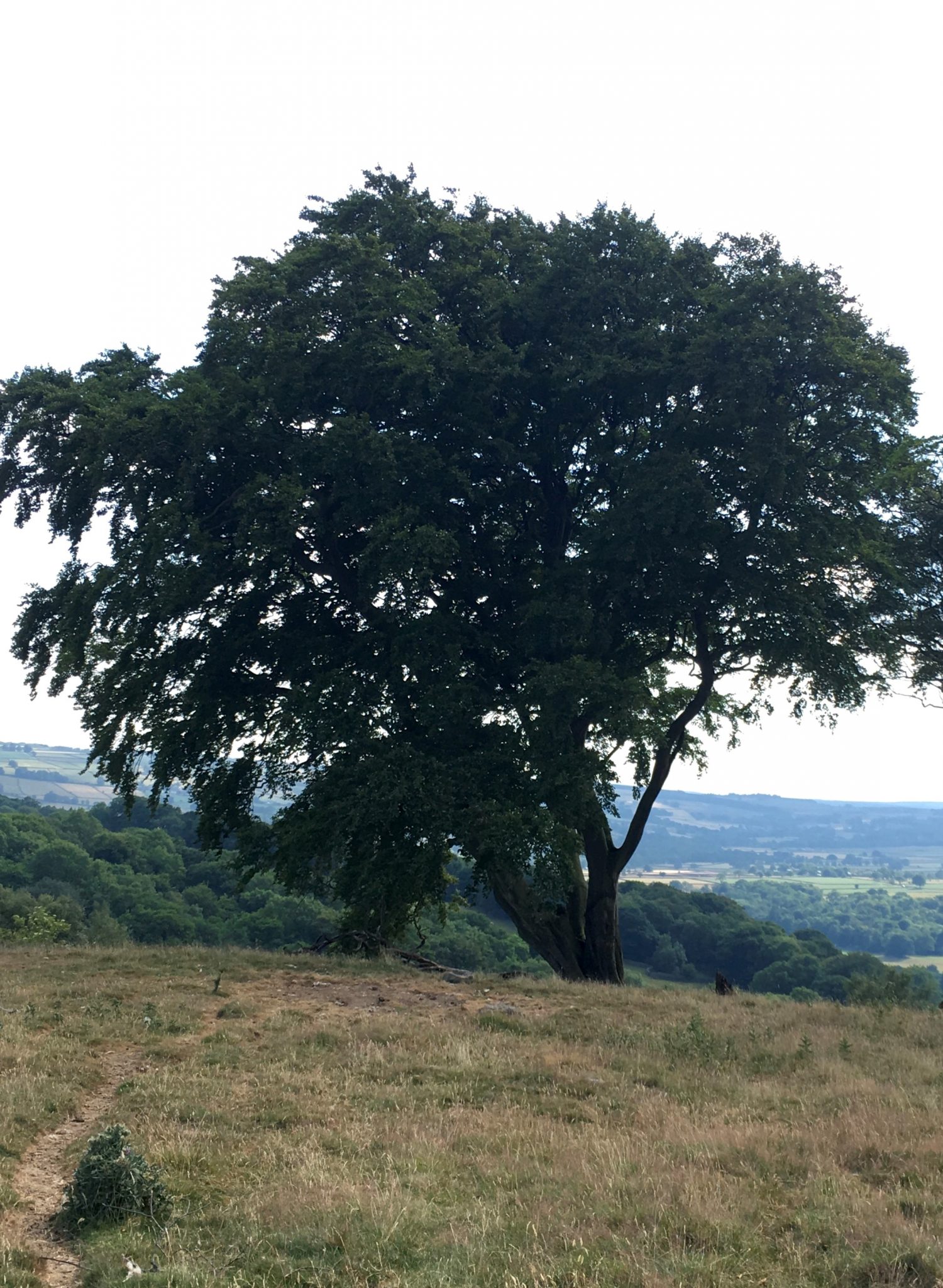 Beech Trees - Make it Wild